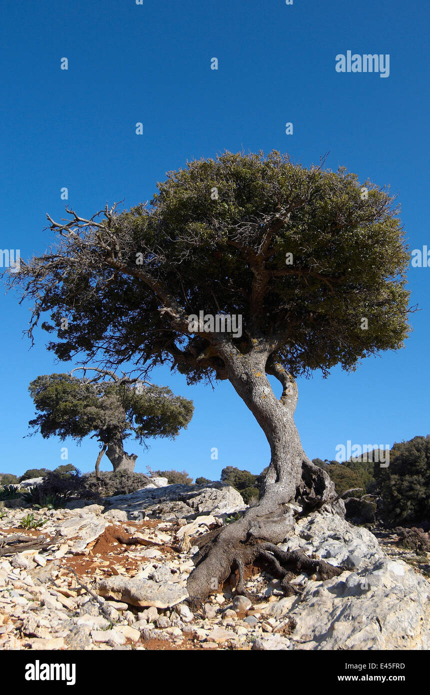 Kermes oak (Quercus coccifera) trees, Kritsa, Crete, Greece, April 2009 ...