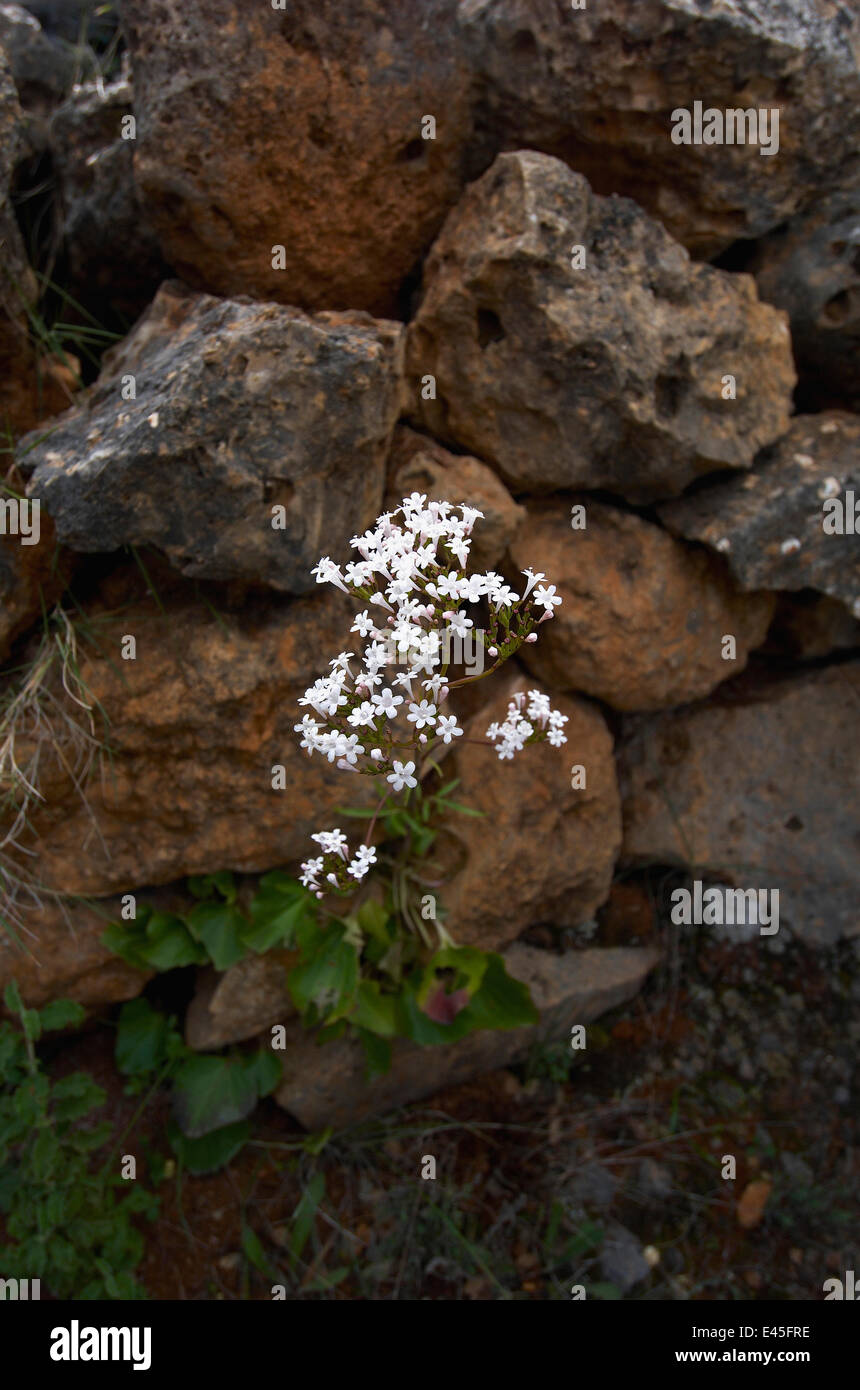 Cretan valerian (Valeriana asarifolia) in flower growing between rocks ...