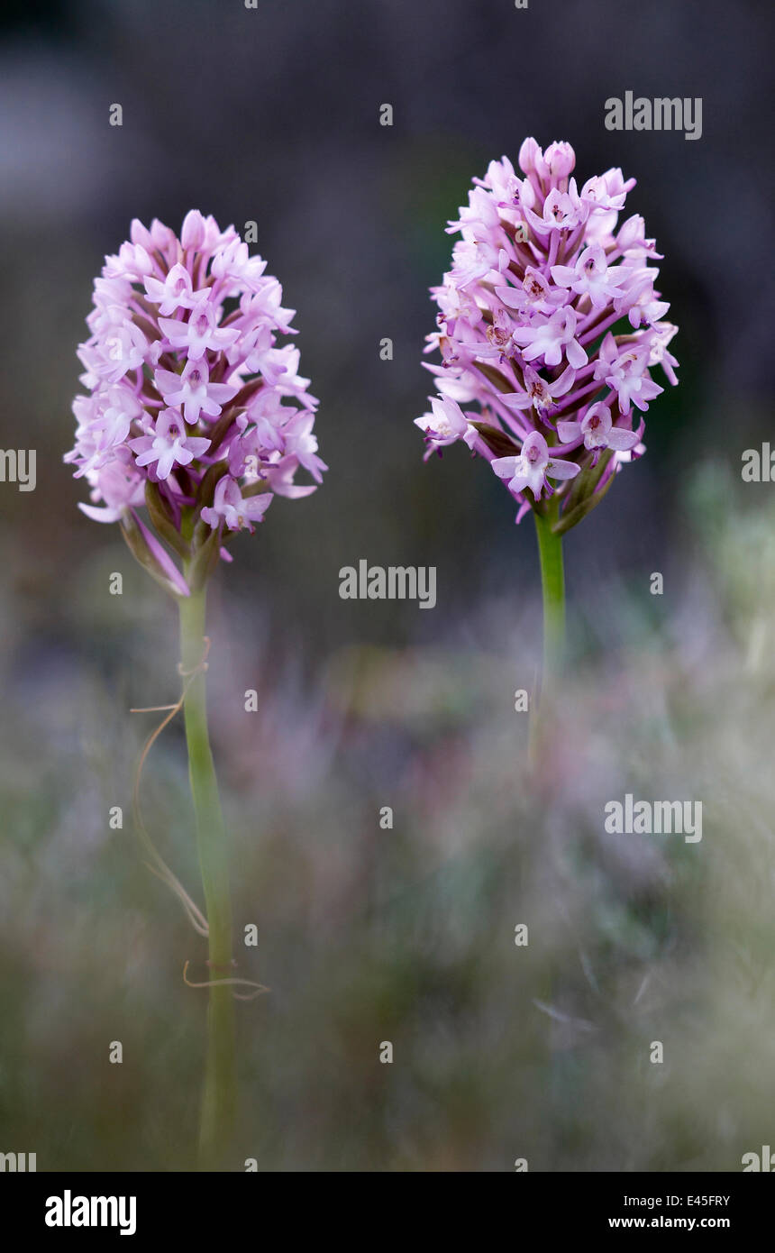 Two Pyramidal orchids (Anacamptis pyramidalis) in flower, Kato Archanes ...