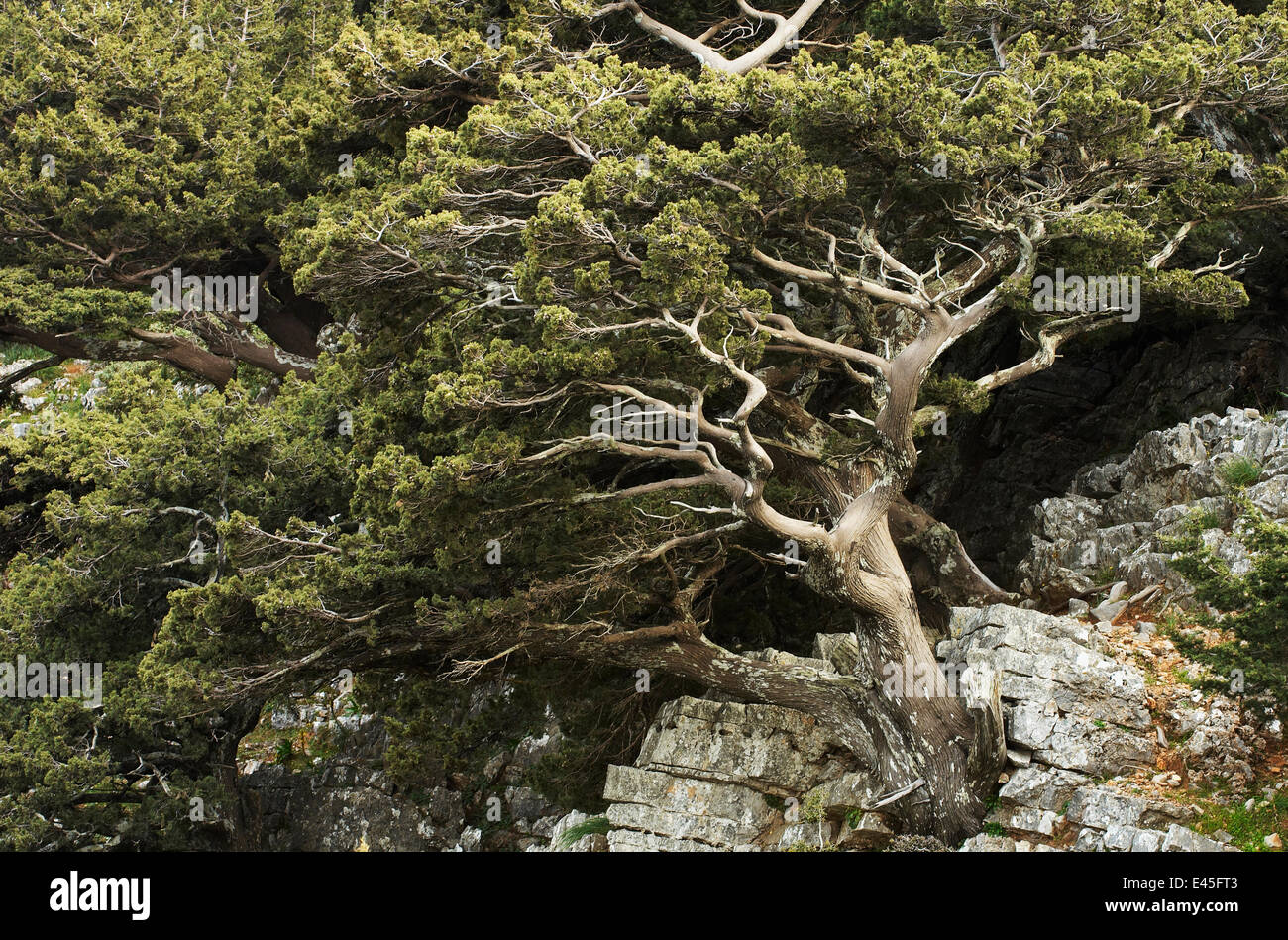 Cretan / Mediterranean cypress (Cupressus sempervirens) growing on rock ...