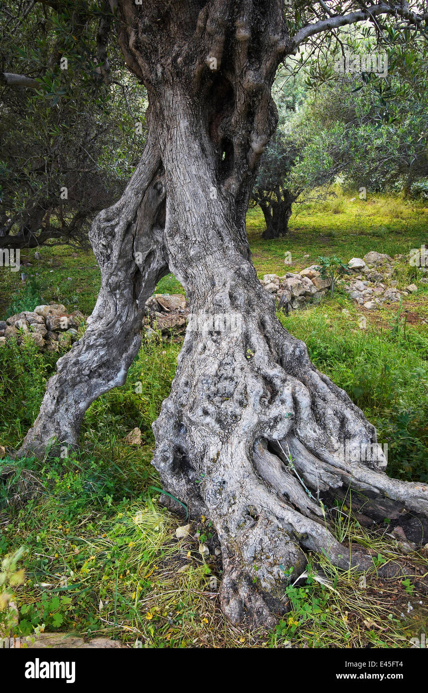 Trunk olive tree hi-res stock photography and images - Alamy