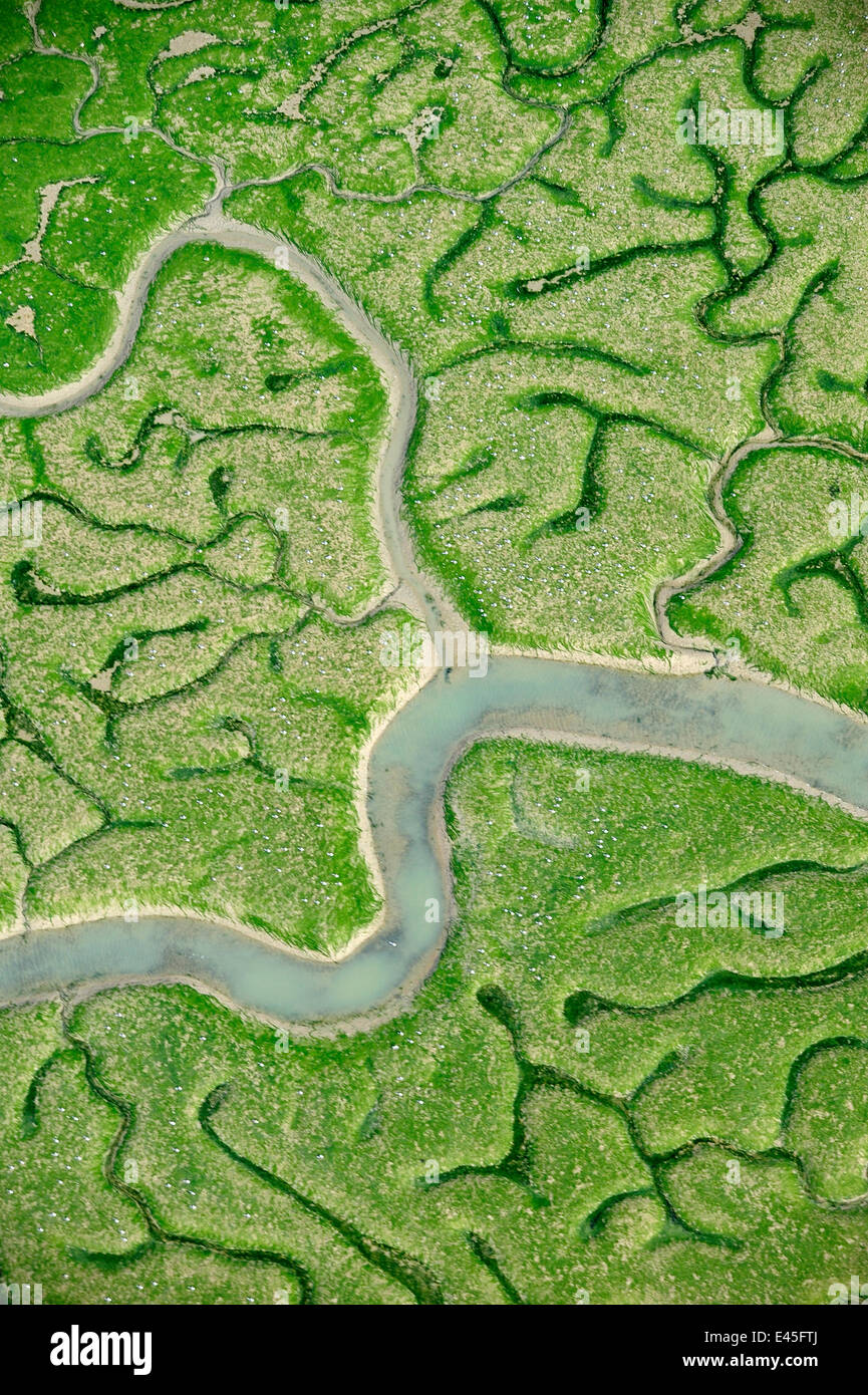 Seaweed Shapes High Resolution Stock Photography and Images - Alamy