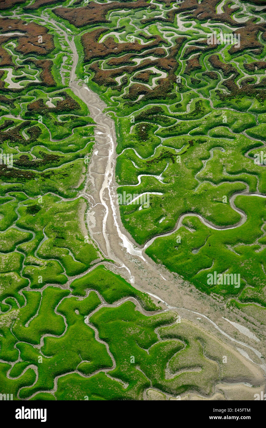 Seaweed shapes hi-res stock photography and images - Alamy