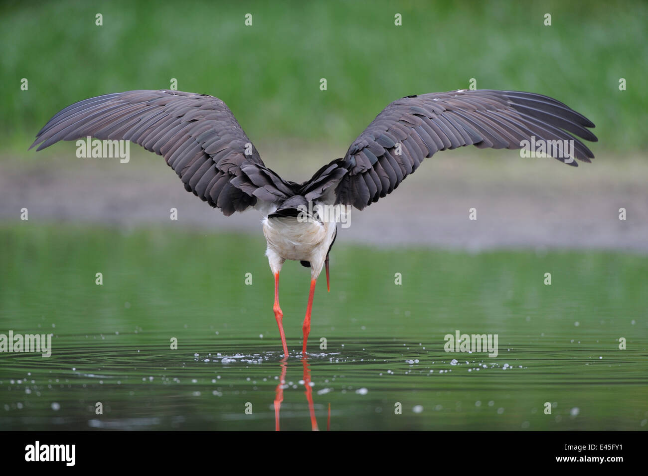 Stork wing outstretched hi-res stock photography and images - Alamy