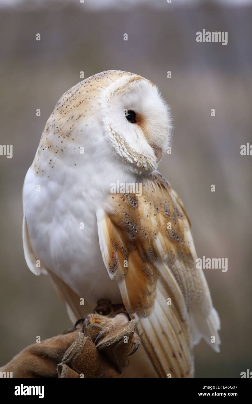 Barn Owl at a UK zoo Stock Photo - Alamy