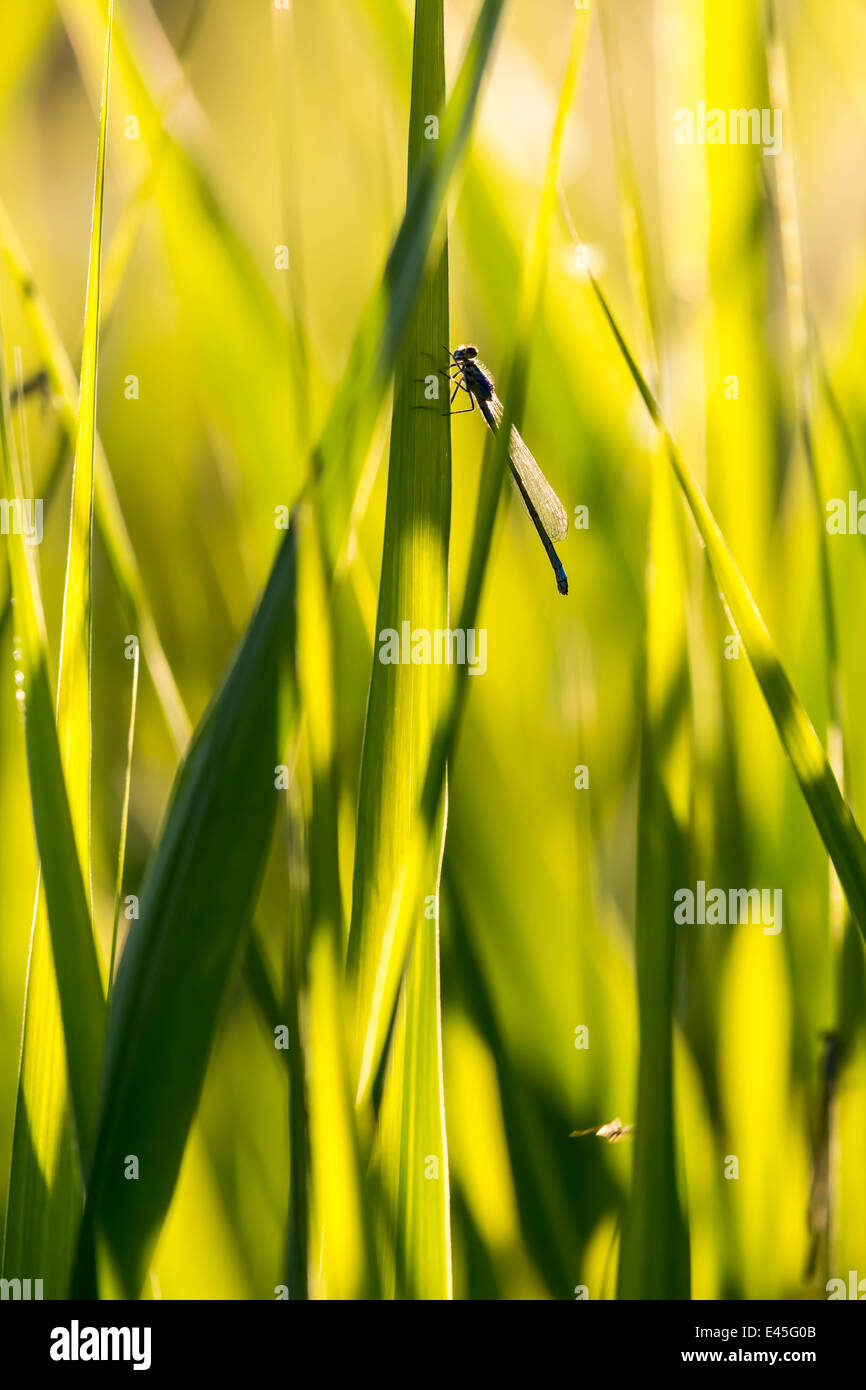Dragonfly in tall grass hi-res stock photography and images - Alamy