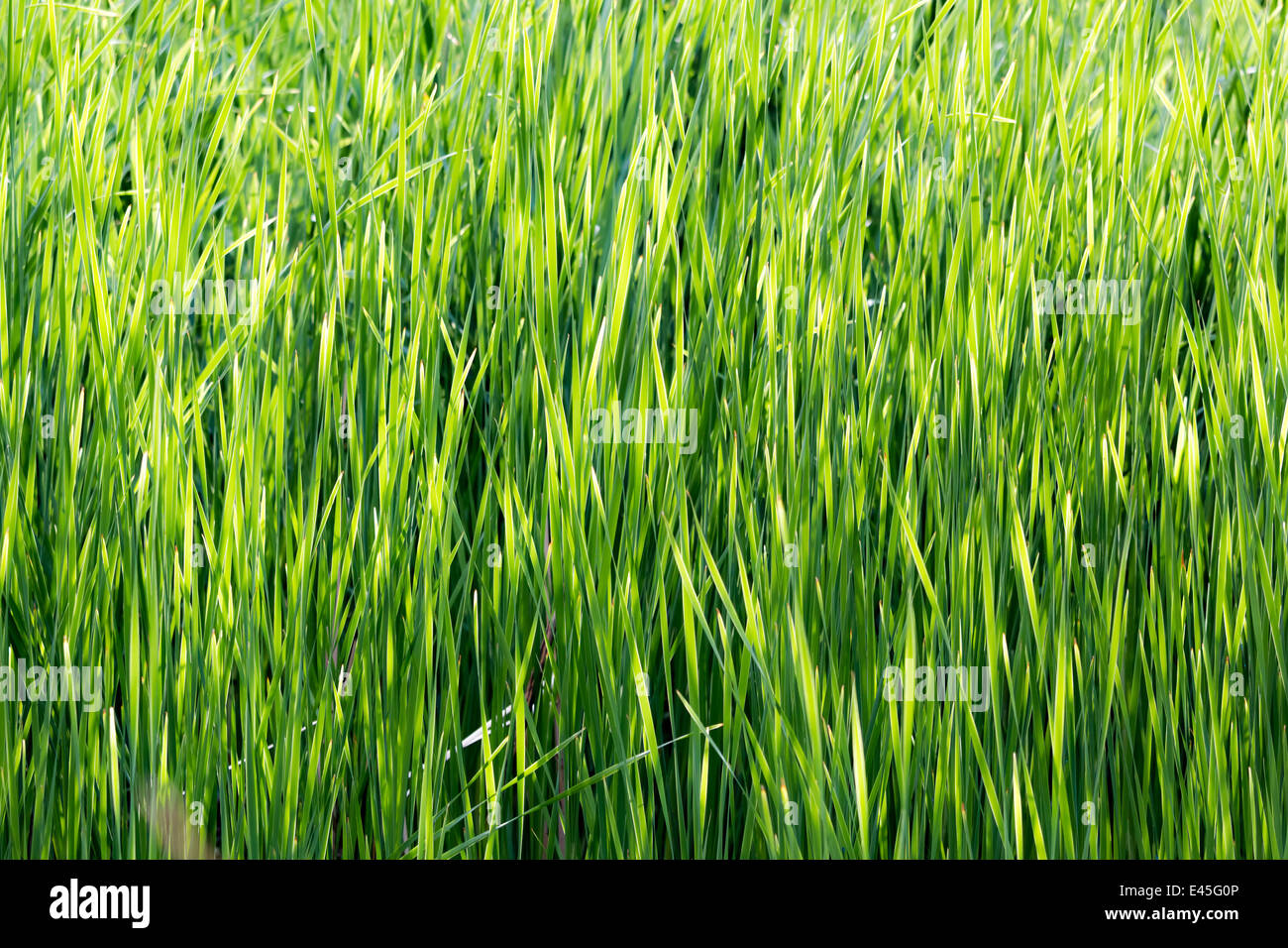 Solid wall of tall grass lush rich yellow-green in sunny weather Stock ...