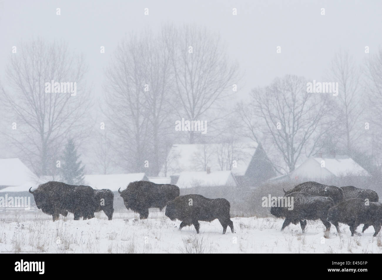 Herd of European bison (Bison bonasus) in agricultural field near ...