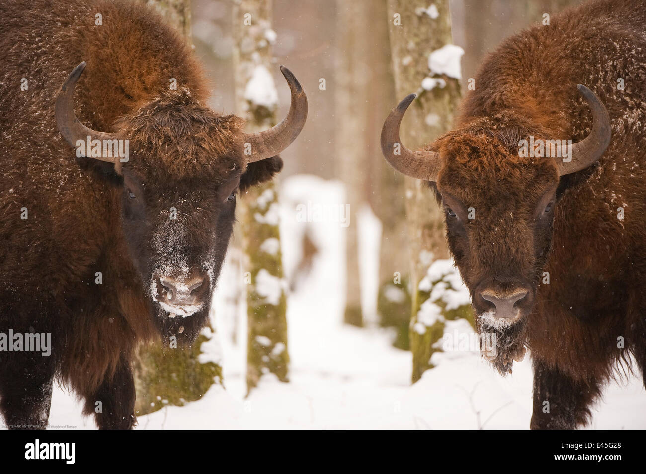 Two European bison (Bison bonasus) in snow, Bialowieza forest, Poland ...