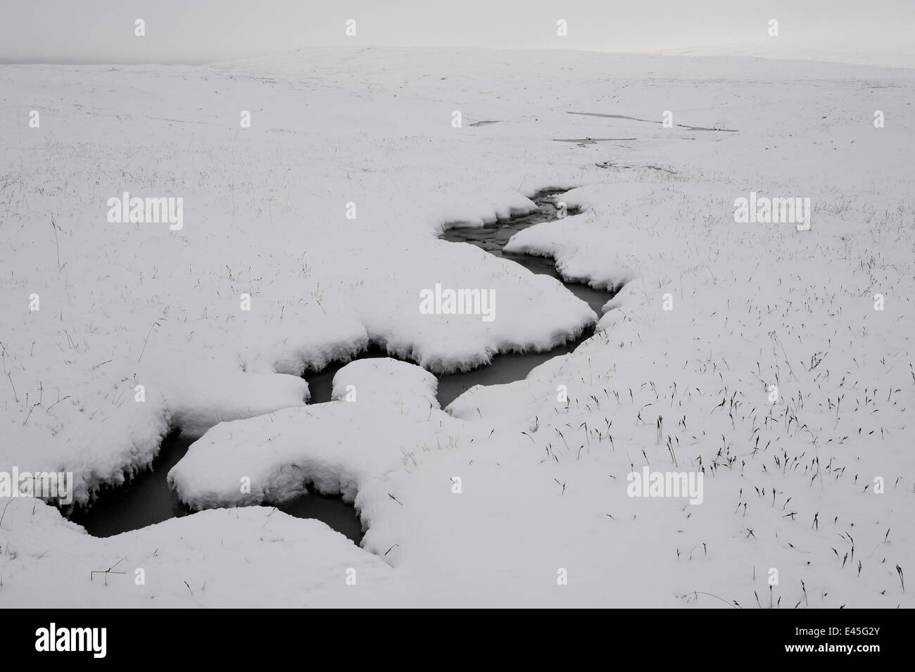 Small stream flowing through snow covered landscape, Forollhogna ...