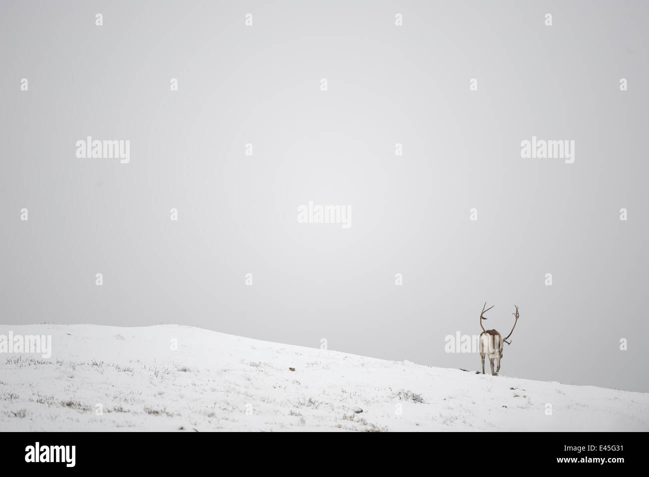 Rear view of Reindeer (Rangifer tarandus) in snow, Forollhogna National ...
