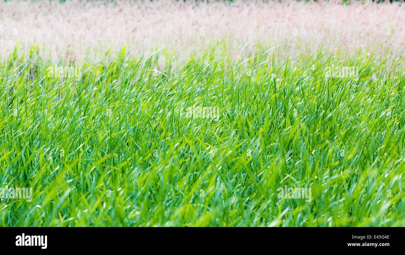 Dry sedge grass hi-res stock photography and images - Alamy