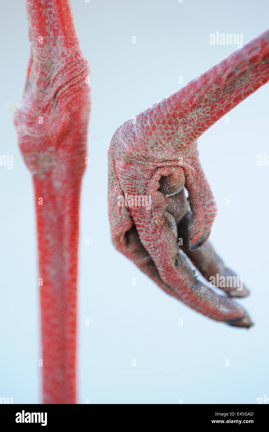 Stork foot hi-res stock photography and images - Alamy