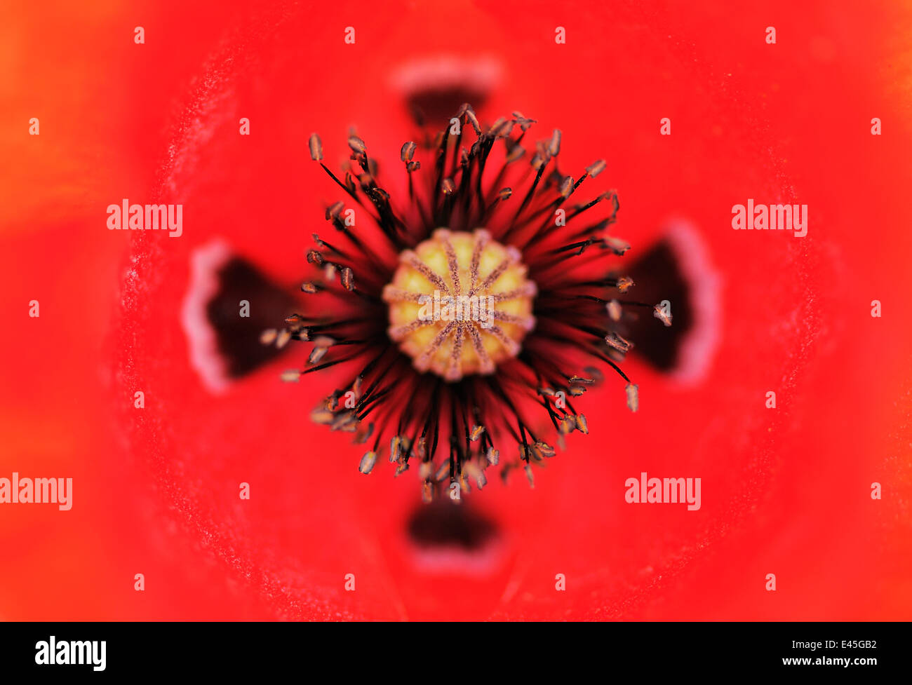 Stigma Stock Photos & Stigma Stock Images - Alamy