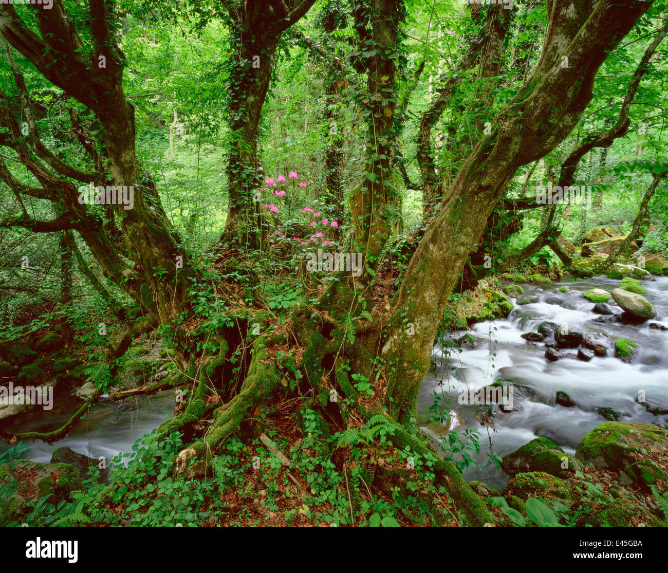 Old Beech tree (Fagus sp) with Rhododendron growing on it's trunk ...