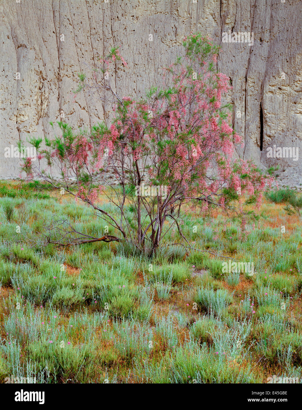 Flowering Tamarisk tree (Tamarix sp) in the Badlands, Vashlovani ...