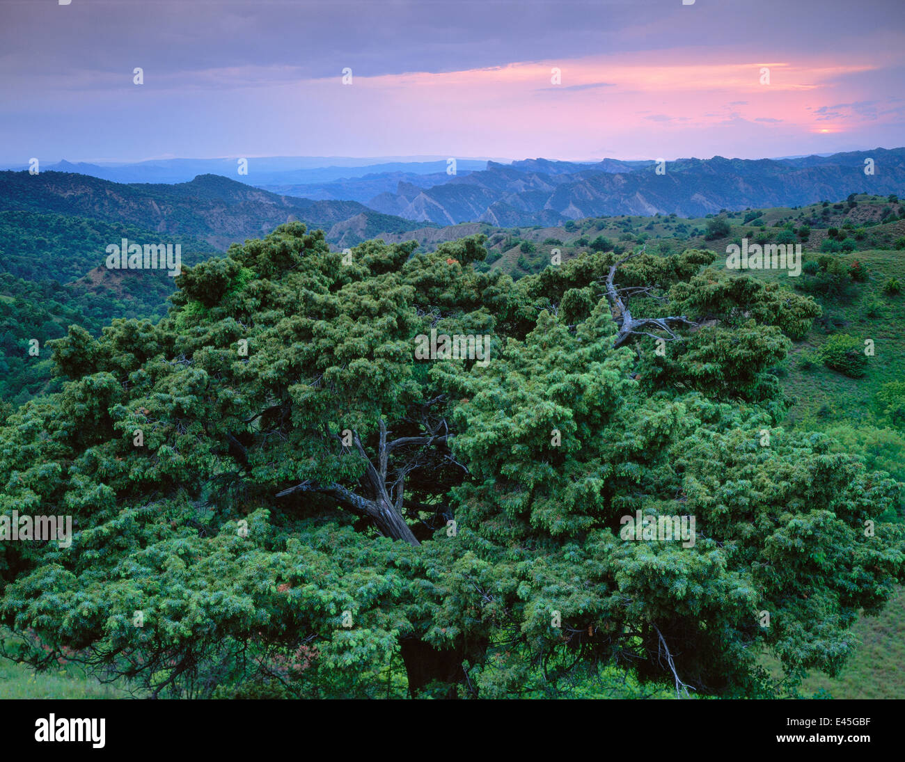 View over trees towards badlands at sunset, Vashlovani National Park ...