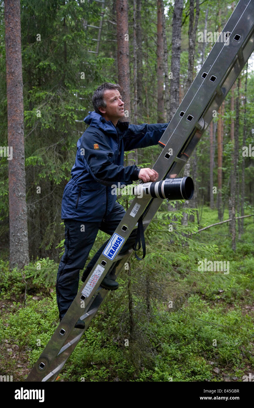 Photographer Peter Cairns climbing ladder to photograph Great grey owl ...