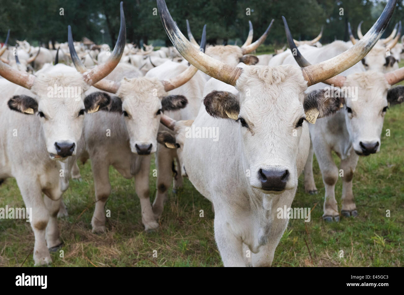 Hungarian grey cattle herd in field, Mohacs, Béda-Karapancsa, Duna ...