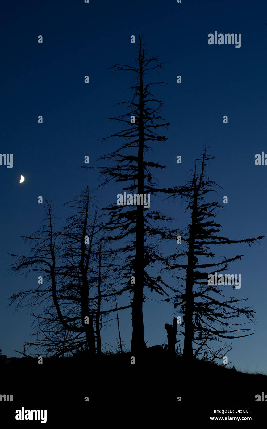 Moon pine trees hi-res stock photography and images - Alamy