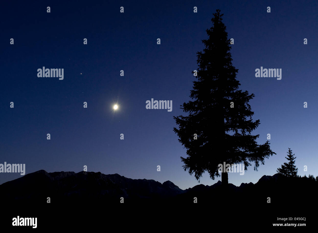 Tree silhouettes at night hi-res stock photography and images - Alamy