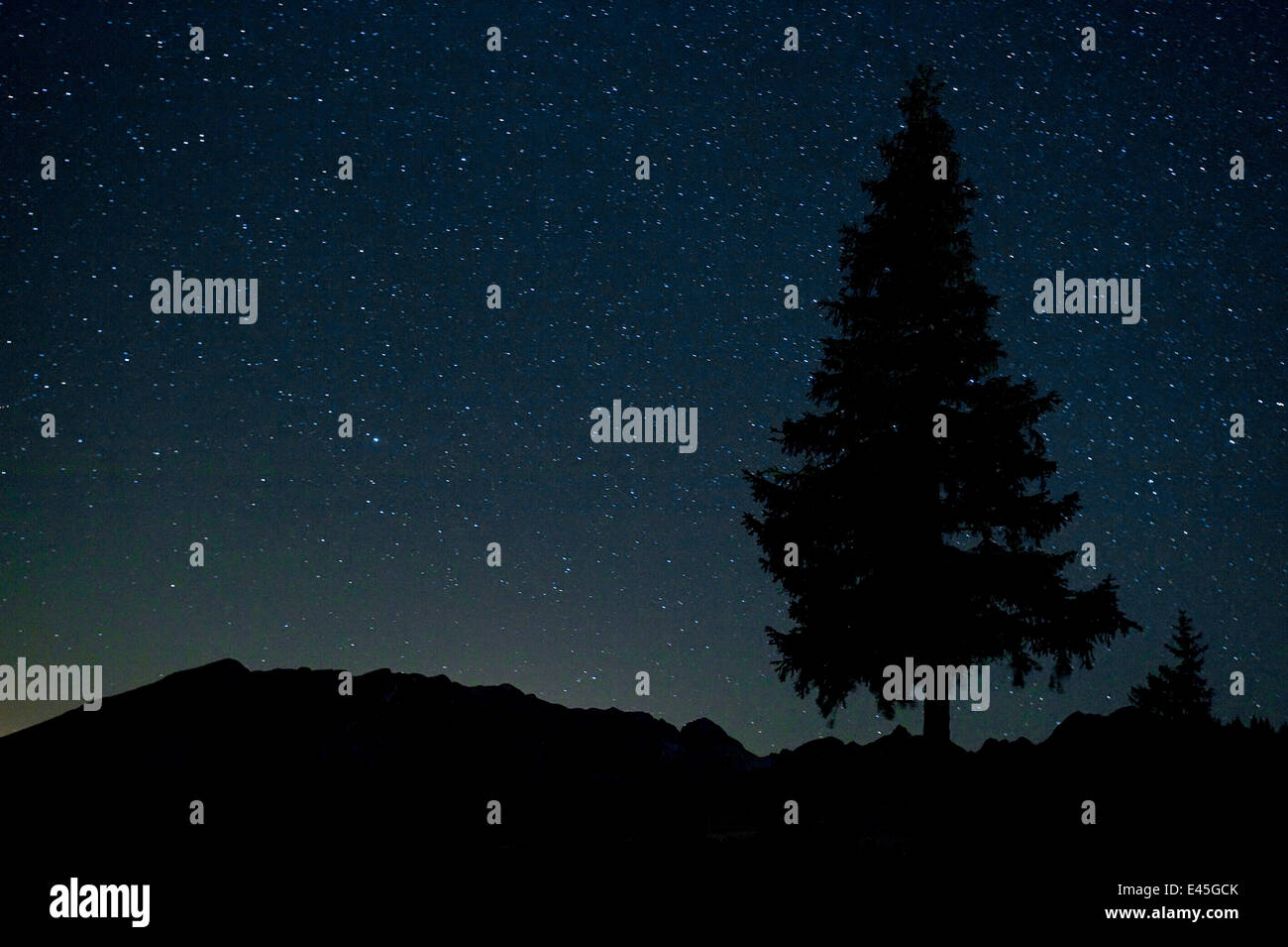 Silhouette Pine Tree High Resolution Stock Photography and Images - Alamy