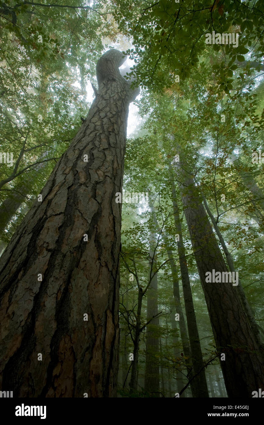 Crna poda hi-res stock photography and images - Alamy