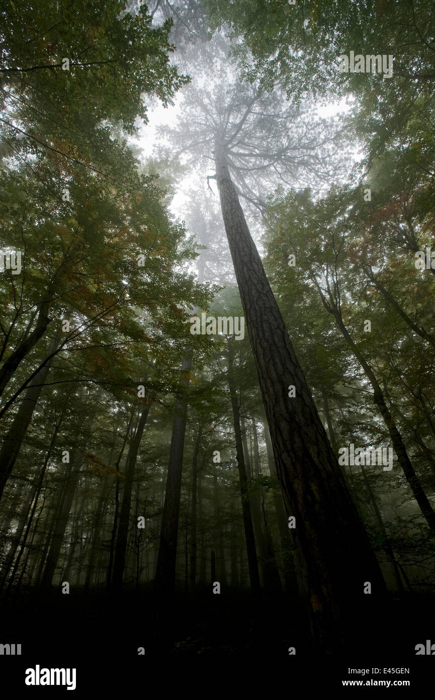 Crna poda hi-res stock photography and images - Alamy