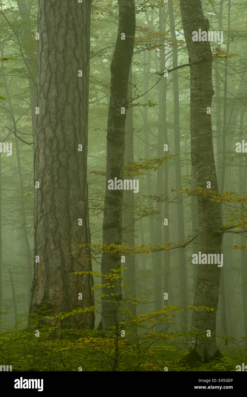 Crna poda hi-res stock photography and images - Alamy