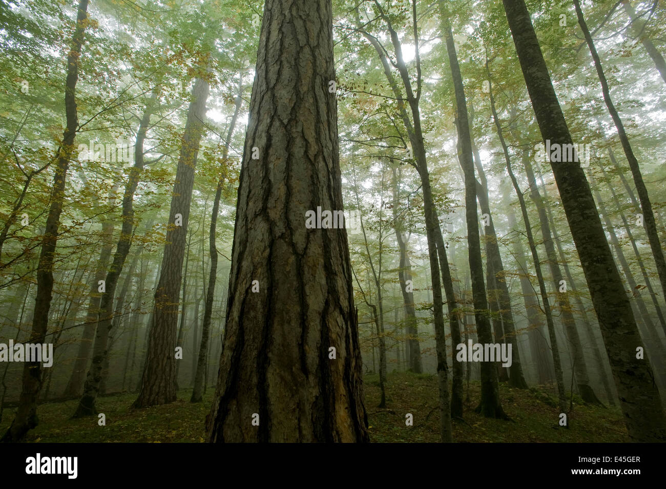 Black pines (Pinus nigra) and Beech trees in mist, Crna Poda Natural ...
