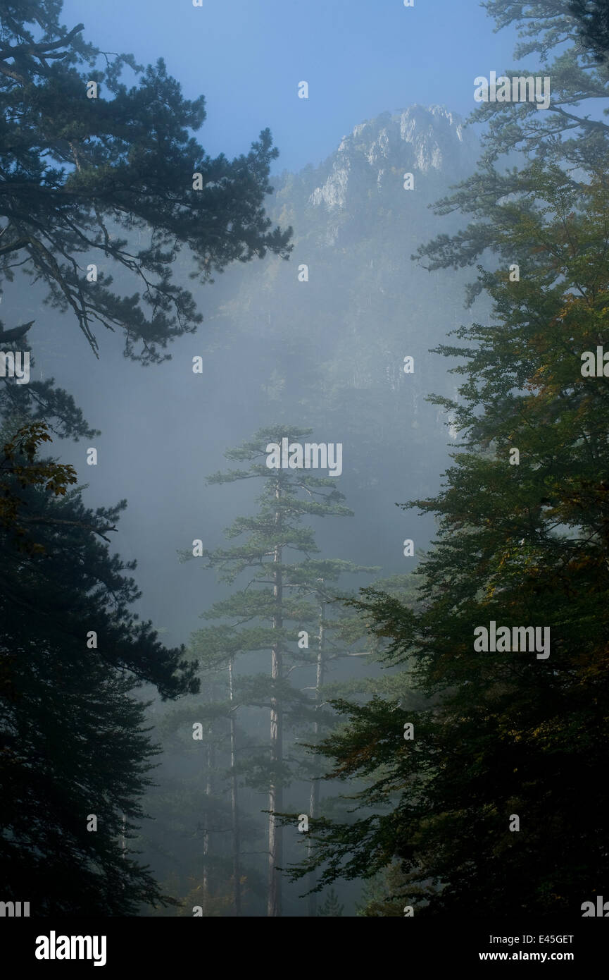 Black pines (Pinus nigra) with a distant mountain in light mist, Crna ...
