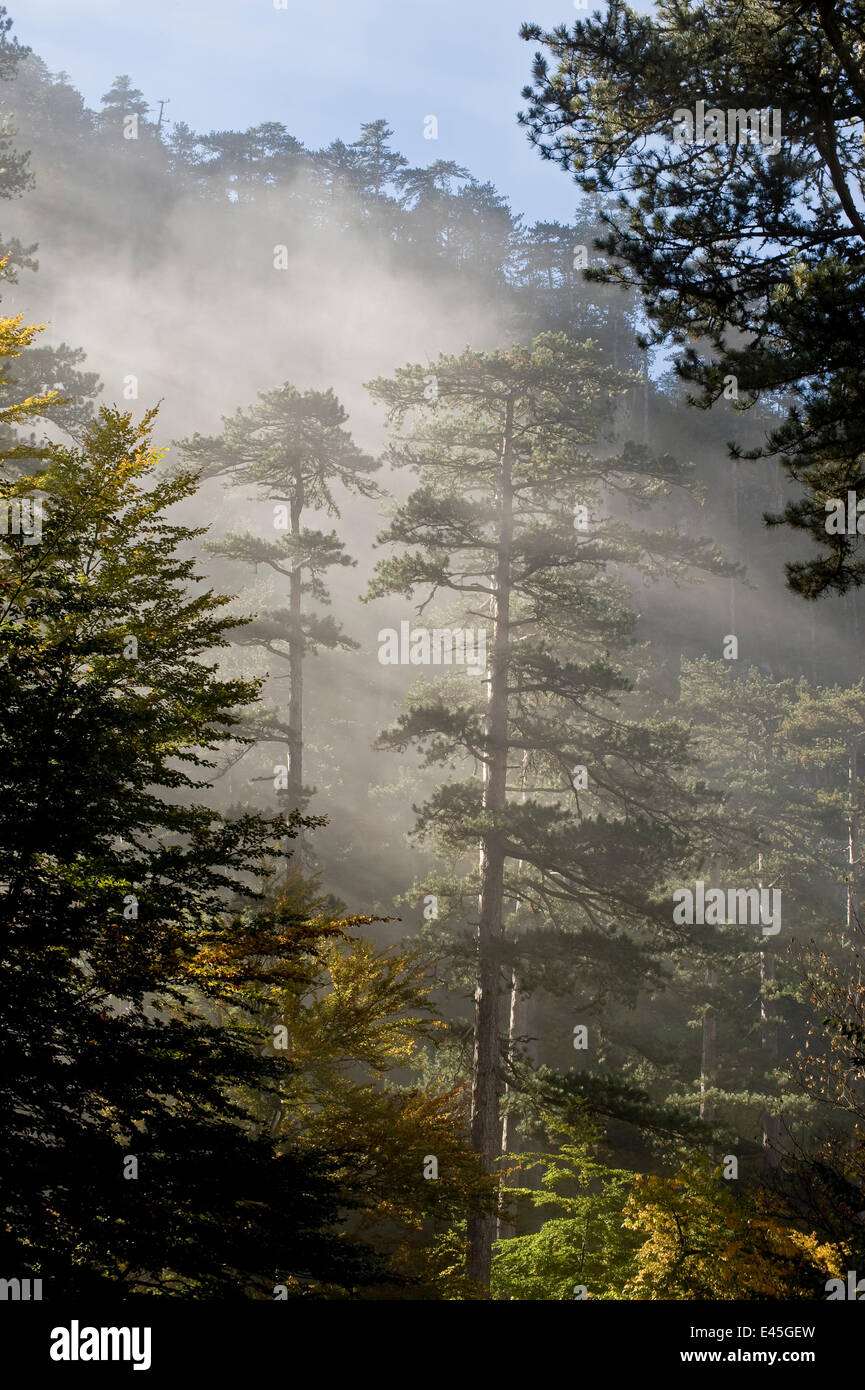Rays of light shining through mist surrounding Black pines (Pinus nigra ...