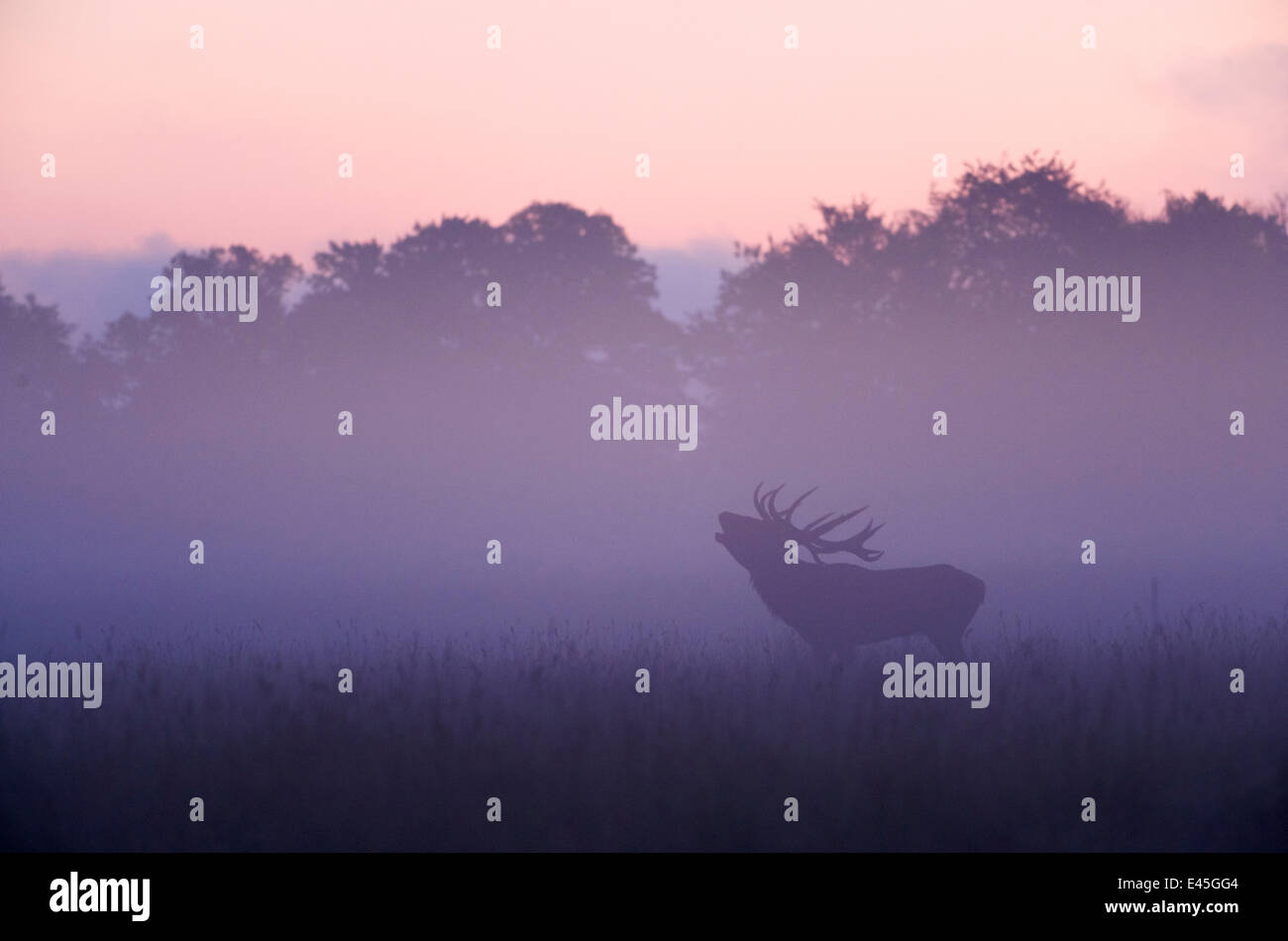 Sound stag hi-res stock photography and images - Alamy