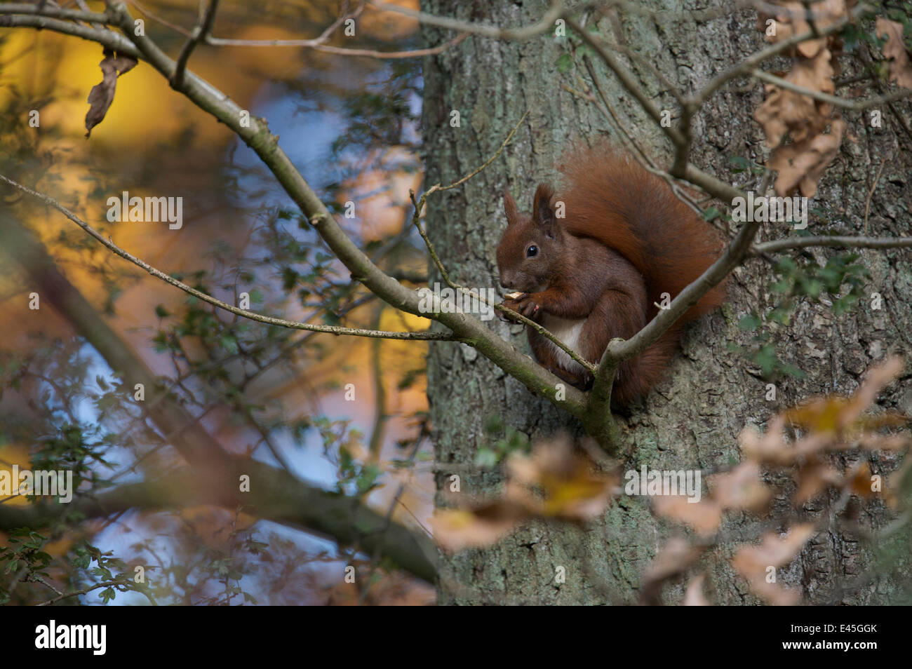Red Squirrel (Sciurus vulgaris) feeding, Klampenborg Dyrehaven, Denmark ...