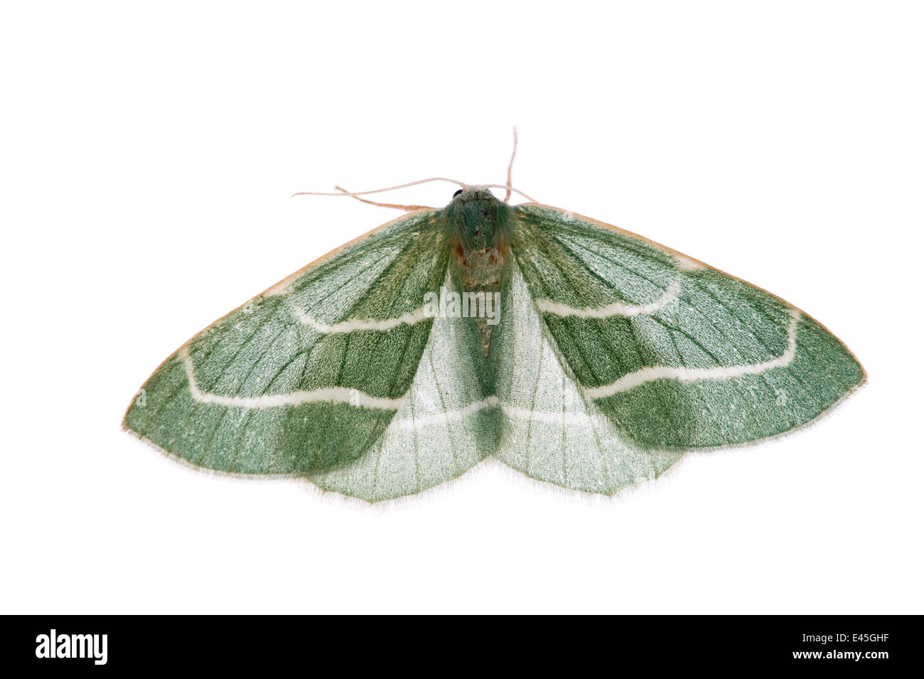 Barred red moth (Hylaea fasciaria) Fliess, Naturpark Kaunergrat, Tirol ...