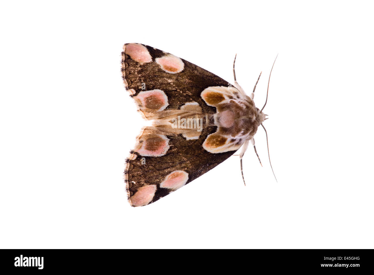 Peach blossom moth hi-res stock photography and images - Alamy