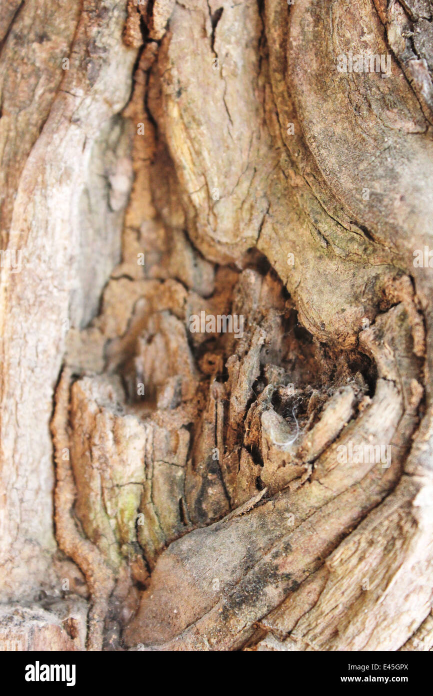Pattern of wood decay Stock Photo - Alamy