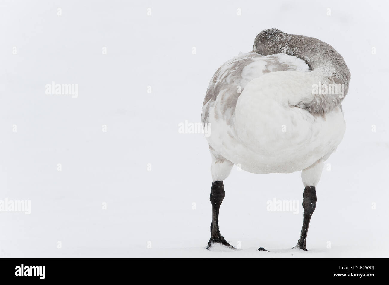 Whooper swan (Cygnus cygnus) sleeping, with head tucked under wing ...