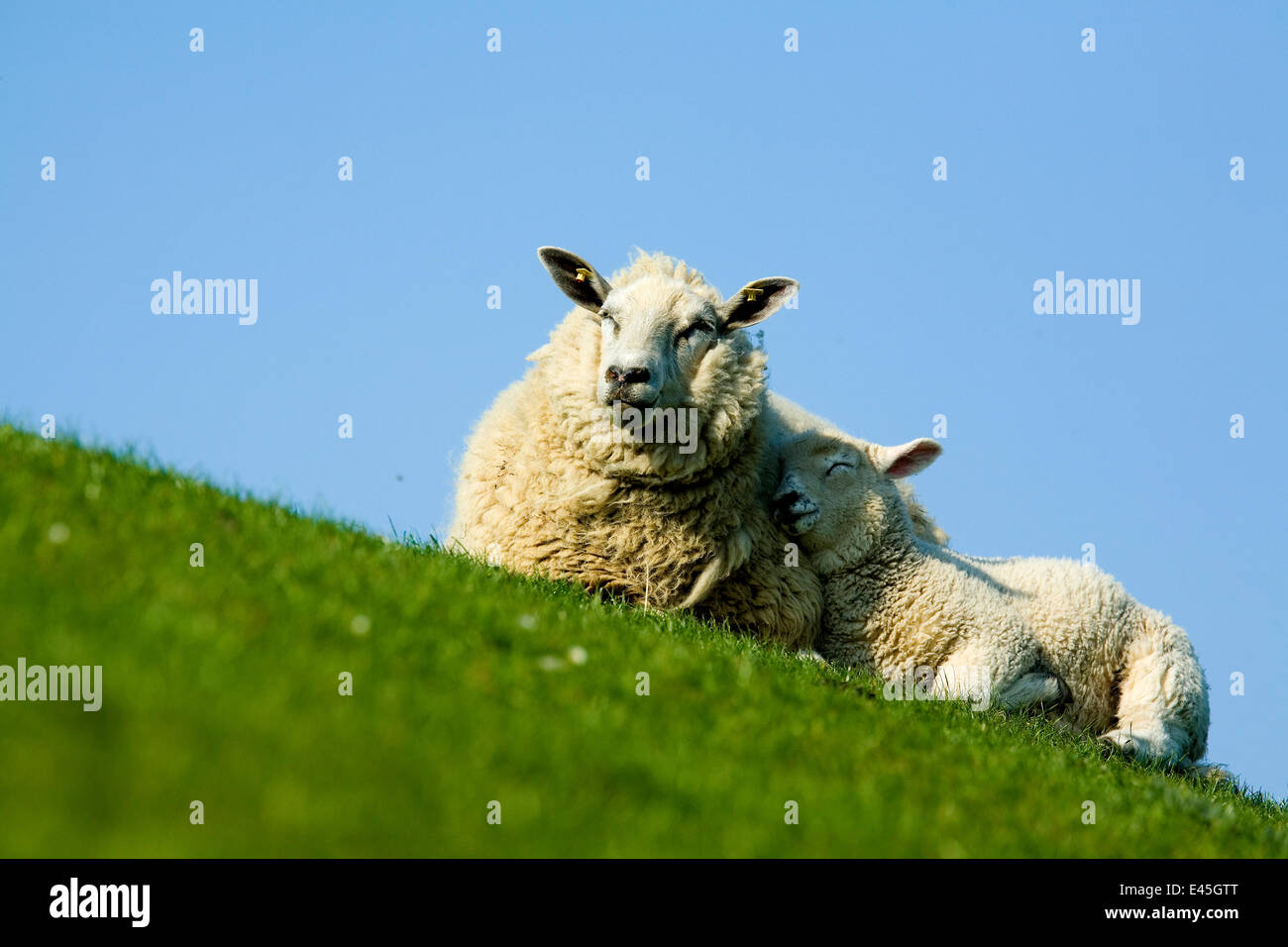 Sheep with lamb, Westerhever, Germany, April 2009 Stock Photo - Alamy