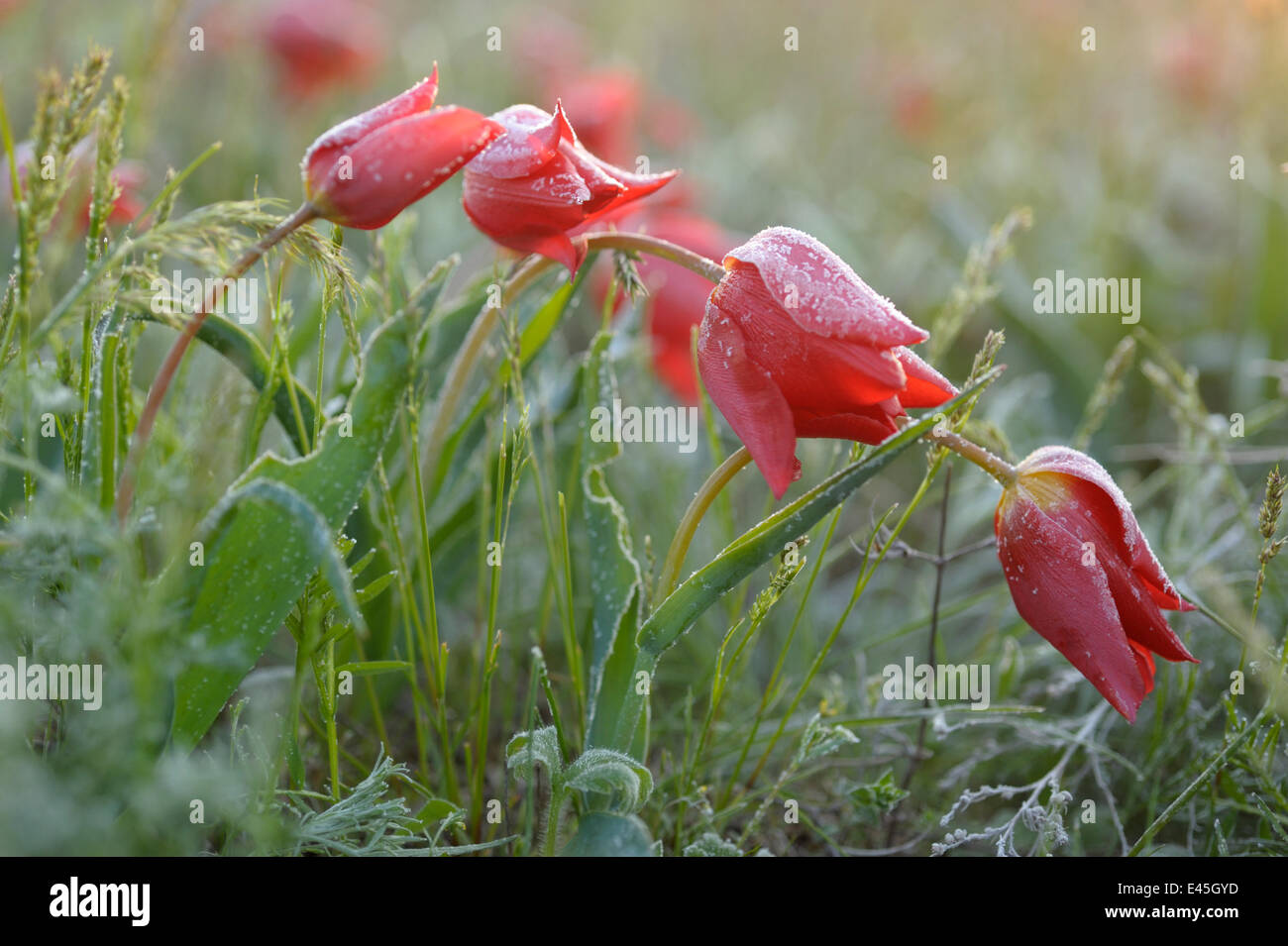 Frost covered Wild tulips (Tulipa schrenkii) in flower, Rostovsky ...