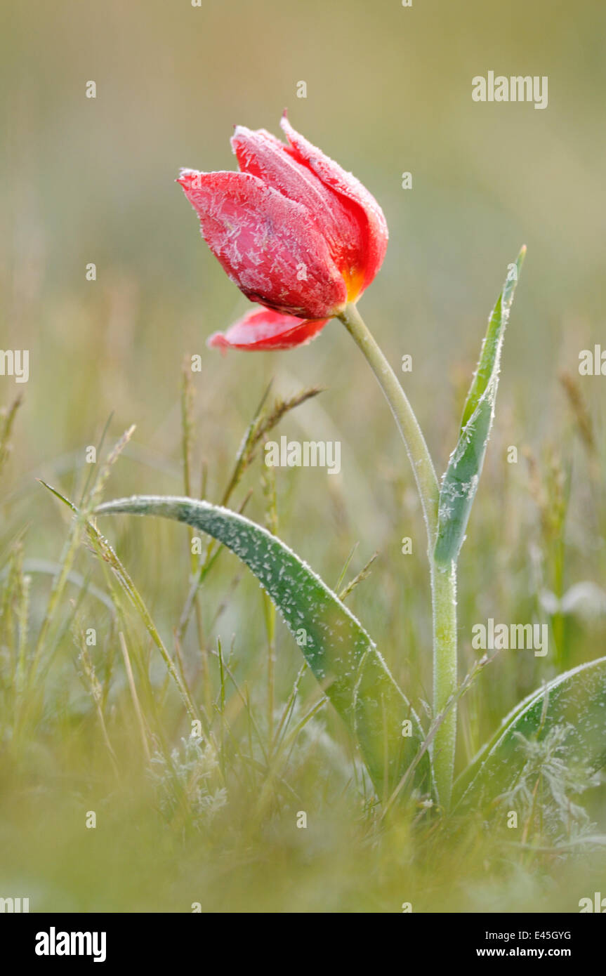 Frost covered Wild tulip (Tulipa schrenkii) Rostovsky Nature Reserve ...