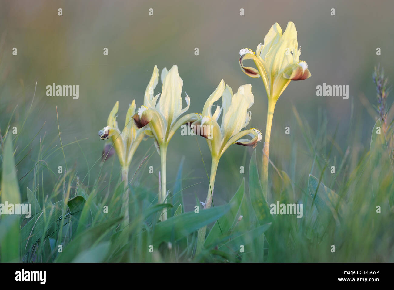 Four Dwarf irises (Iris pumila) in flower, Rostovsky Nature Reserve ...