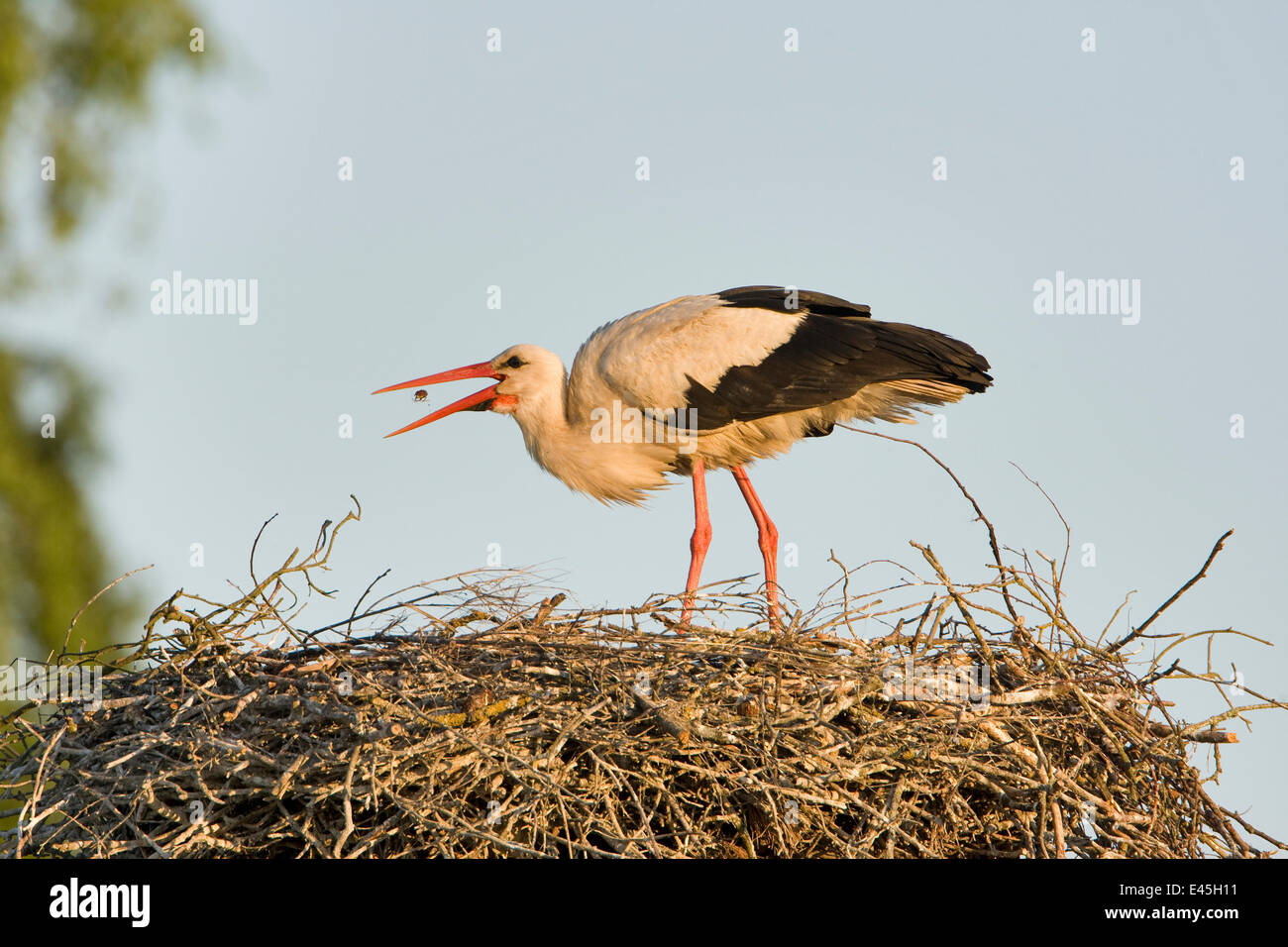 White stork (Ciconia ciconia) adult in breeding plumage, tossing food ...