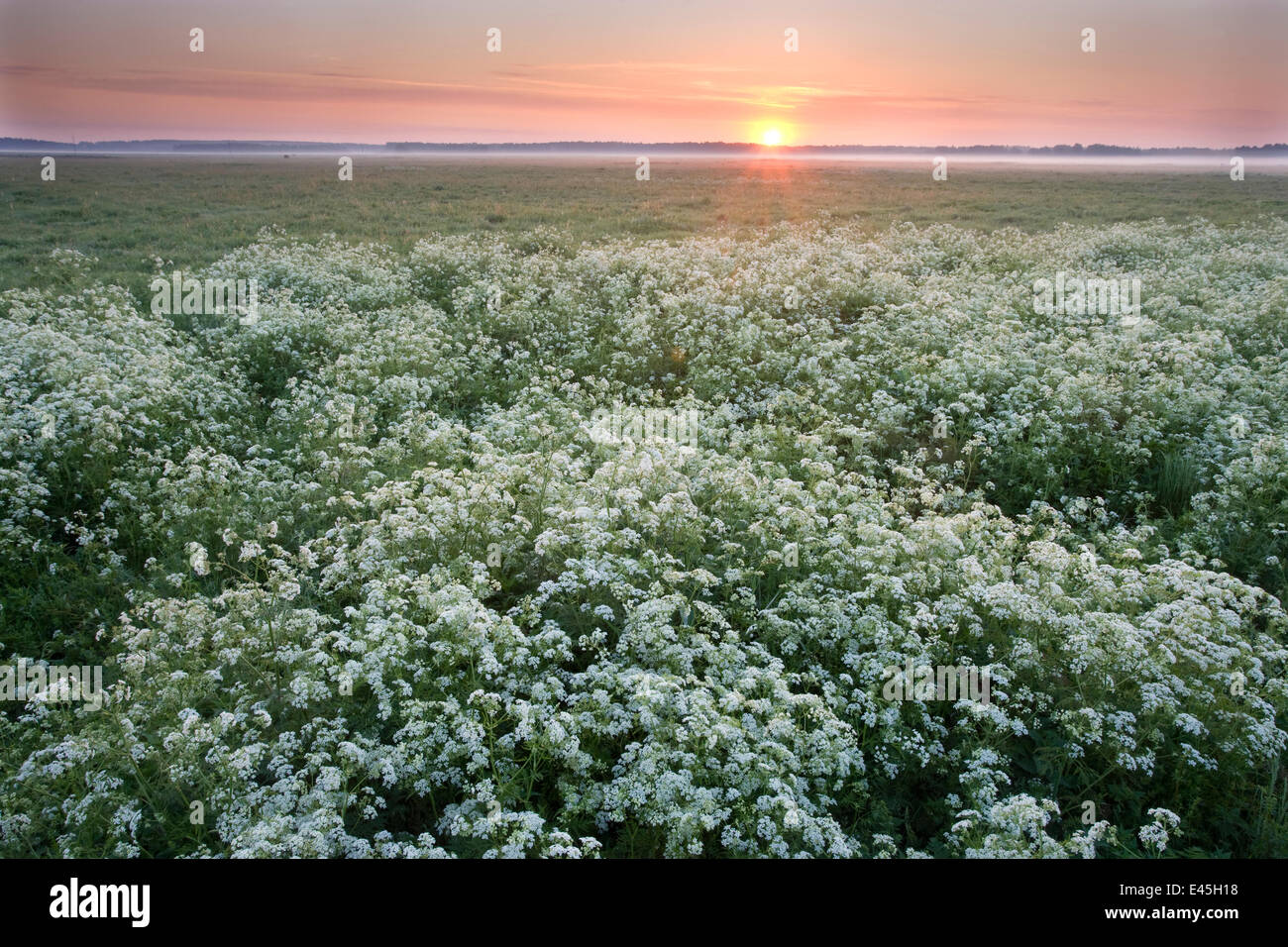 Plant of damp places hi-res stock photography and images - Alamy