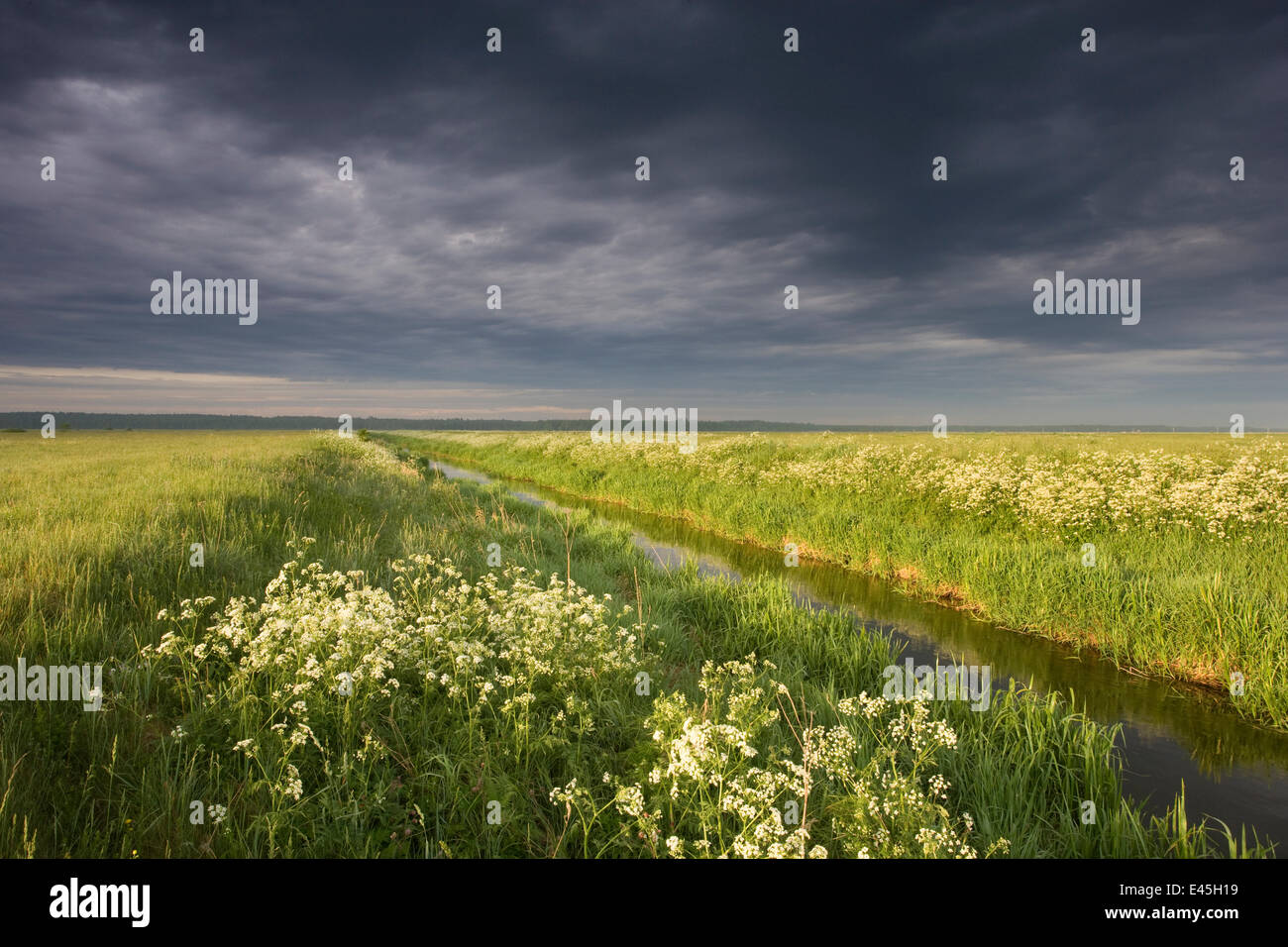 Cow parsely (Anthriscus sylvetris) in damp meadow, Lithuania, June 2009 ...