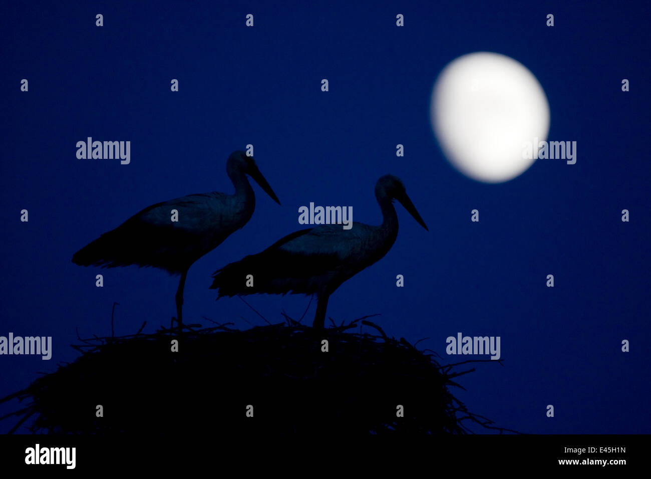 Stork outline hi-res stock photography and images - Alamy