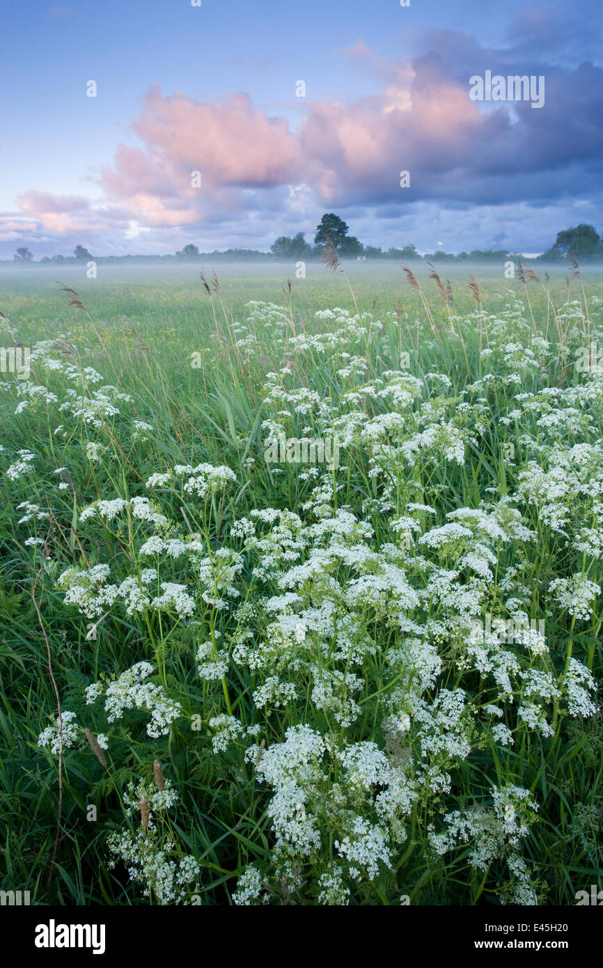 Plants for damp places hi-res stock photography and images - Alamy