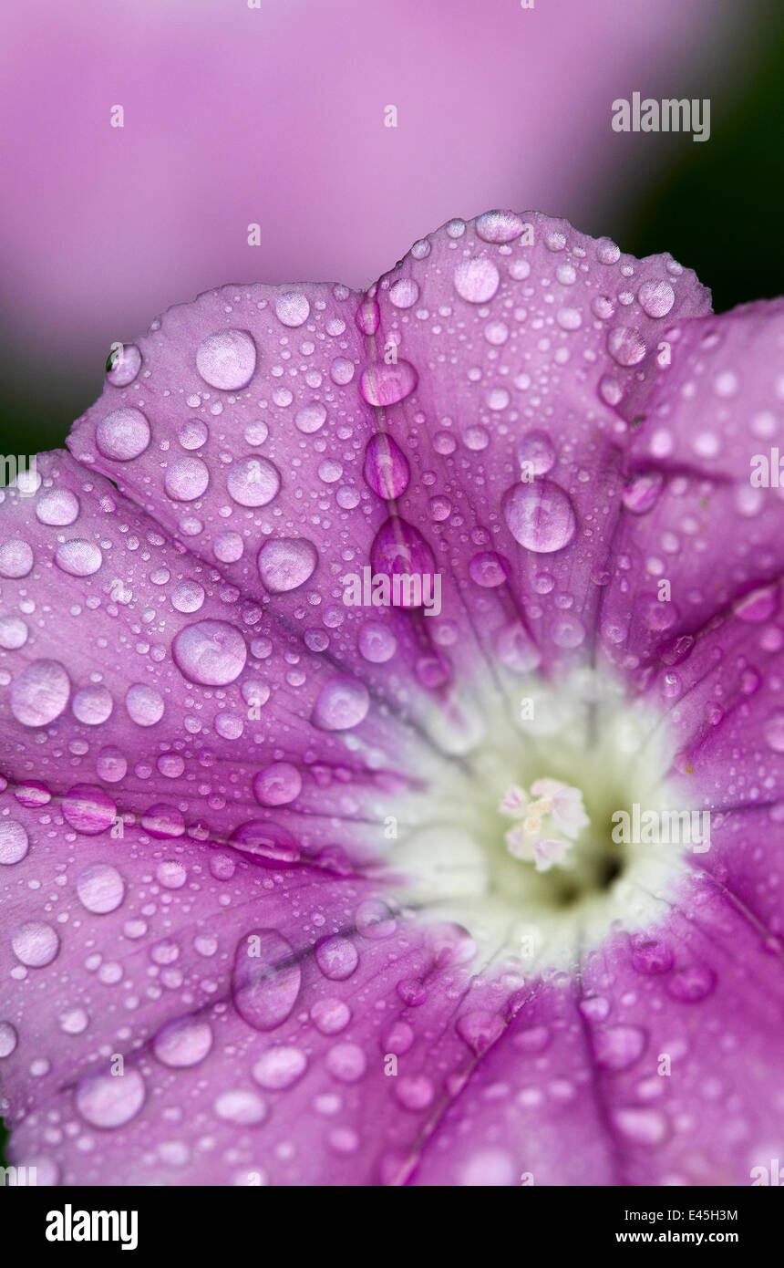 Convolvulus Sp High Resolution Stock Photography and Images - Alamy