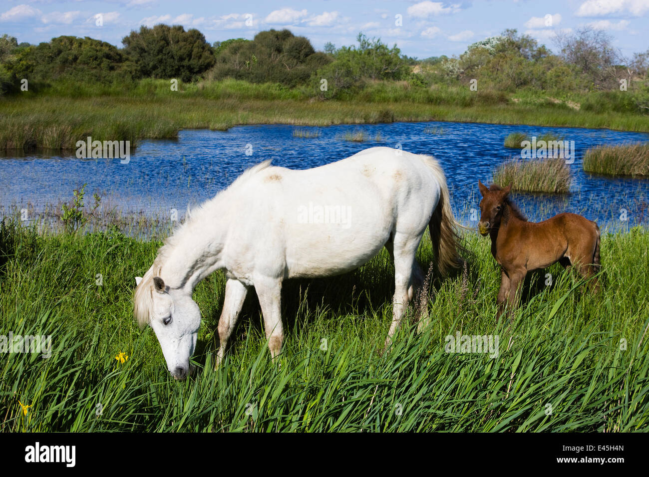 White Camargue horse, mare with brown foal, Camargue, France, April ...