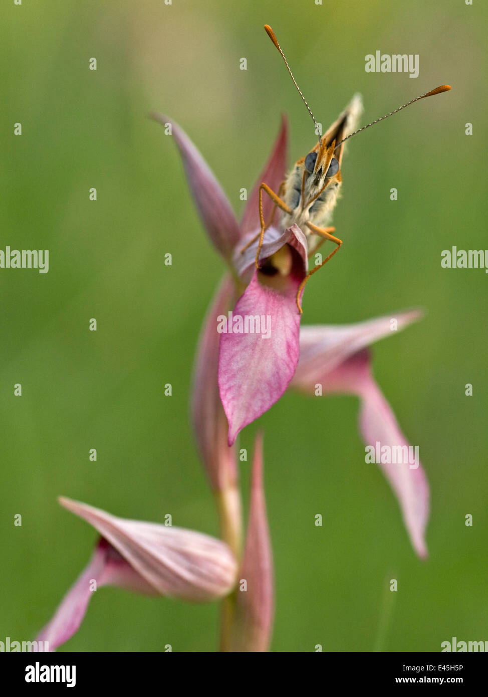 Butterflies of southern italy hi-res stock photography and images - Alamy